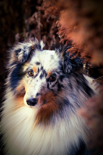 Dog Breed Sheltie - Free photo on Pixabay