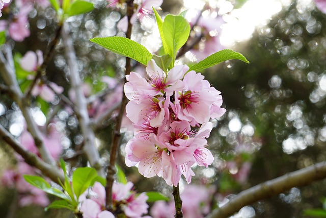 Flowers Blossom Bloom - Free photo on Pixabay