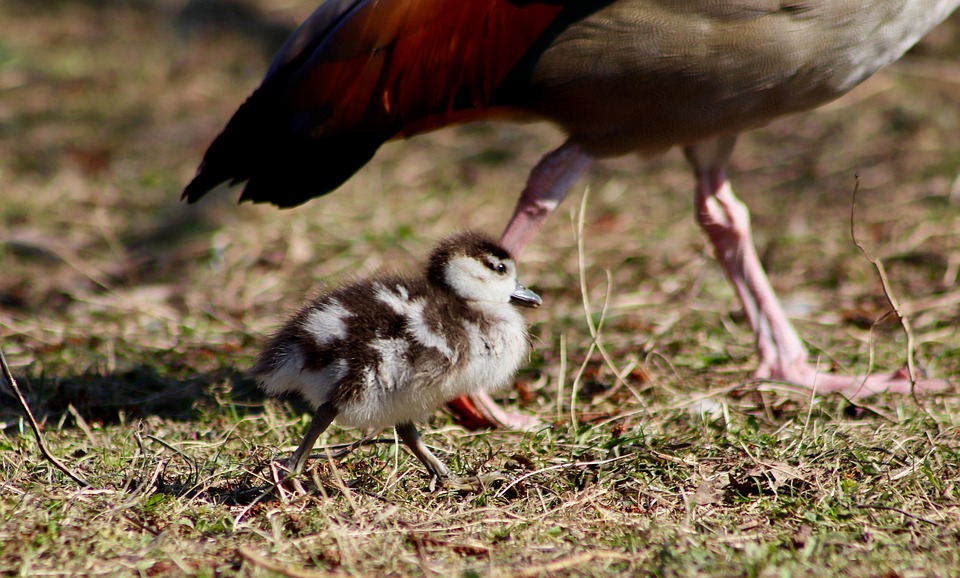 Angsa Mesir Anak Ayam - Foto gratis di Pixabay