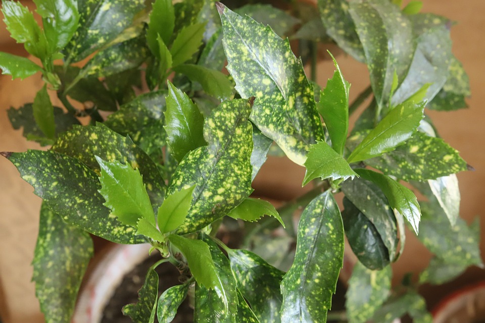 Japanese Laurel Leaves Botany - Free photo on Pixabay - Pixabay