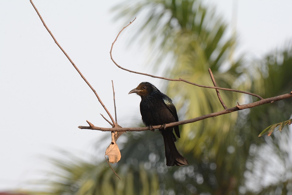 Bird Spangled Drongo Ornithology - Free photo on Pixabay - Pixabay