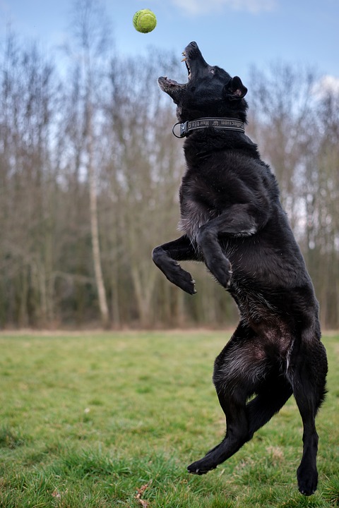 Dog Ball Jump - Free photo on Pixabay