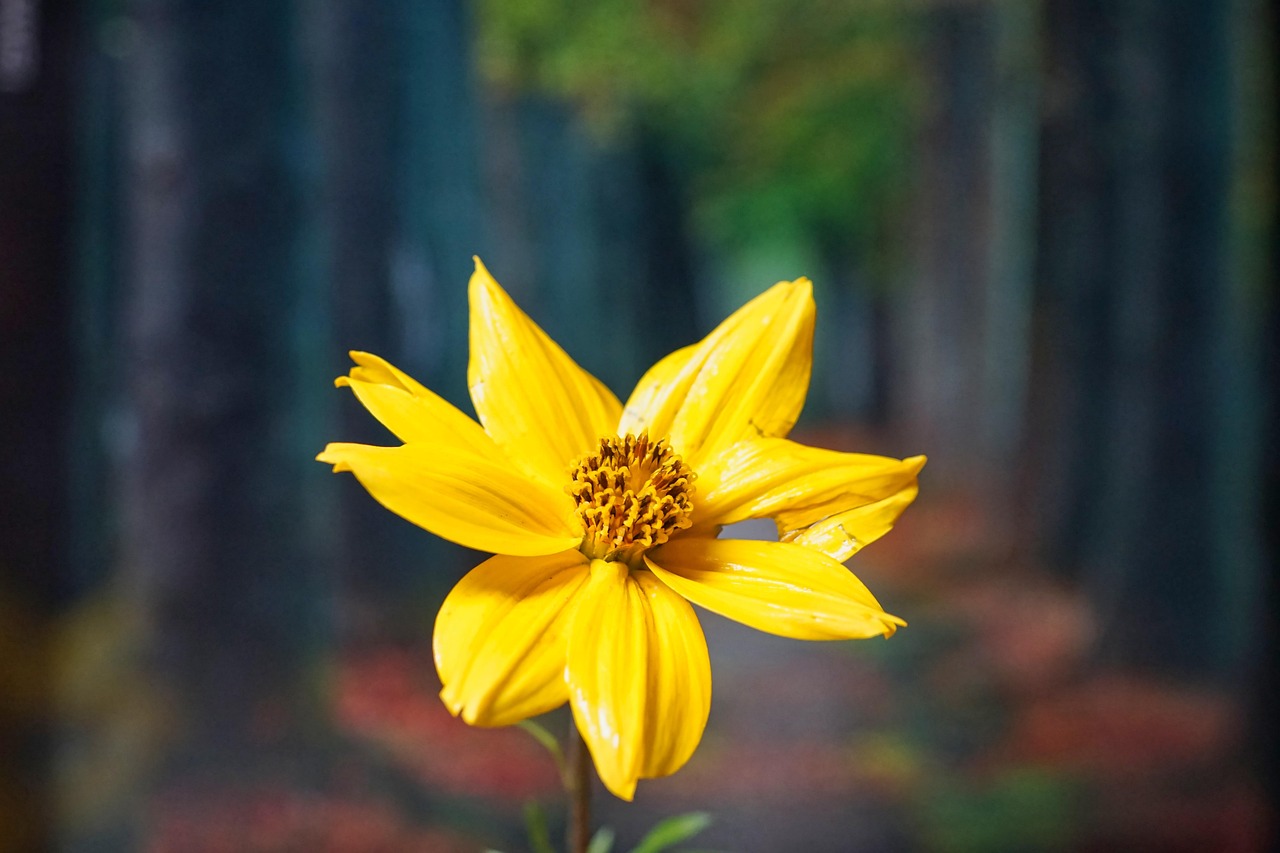 Blume Blüte Botanik - Kostenloses Foto auf Pixabay - Pixabay