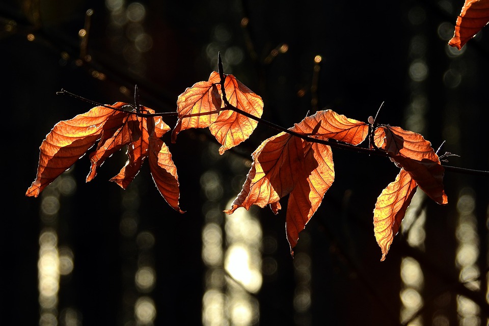 Feuilles Forêt Nature - Photo gratuite sur Pixabay - Pixabay