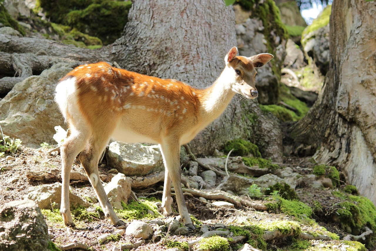 Animal Deer Mammal - Free photo on Pixabay - Pixabay