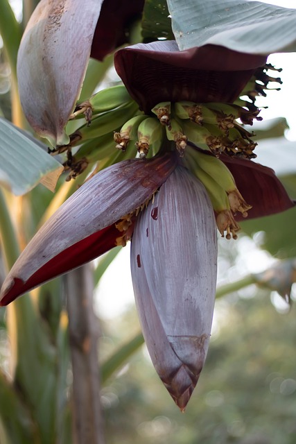 Fleur De Bananier Banane - Photo gratuite sur Pixabay - Pixabay