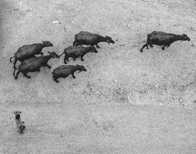 Cattle Buffalo Child - Free photo on Pixabay - Pixabay