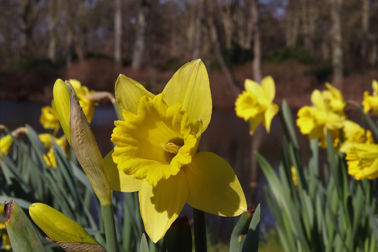 Flowers Bloom Daffodils Free Photo On Pixabay Pixabay flowers-bloom-daffodils-free-photo-on-pixabay-pixabay