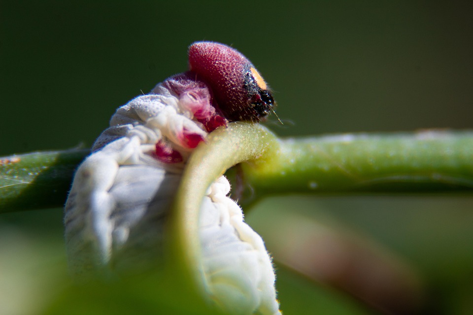 Caterpillar Insect Nature - Free photo on Pixabay - Pixabay