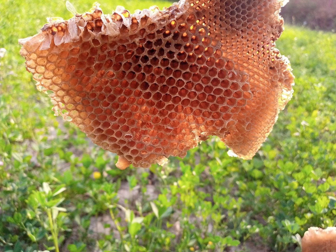 Honey Honeycomb Nature - Free photo on Pixabay - Pixabay