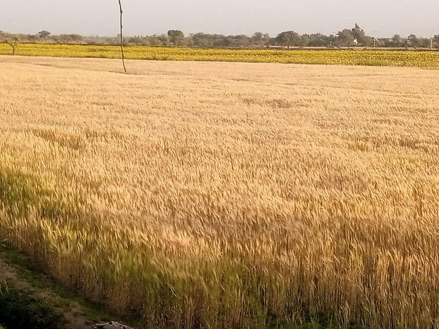 Wheat Crops Farm - Free photo on Pixabay - Pixabay