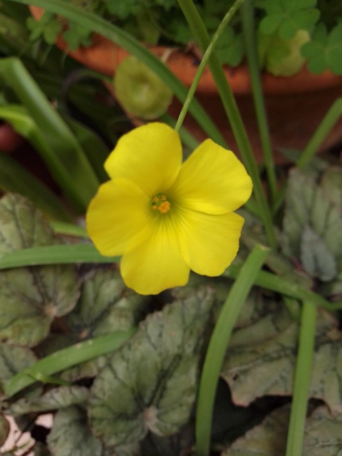 Flower Pollen Herb - Free photo on Pixabay - Pixabay