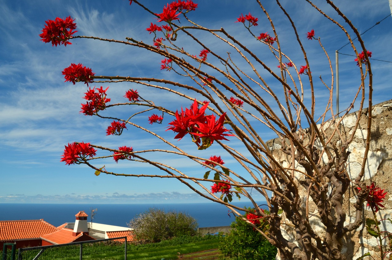 Christmas Star Red Sea - Free photo on Pixabay - Pixabay