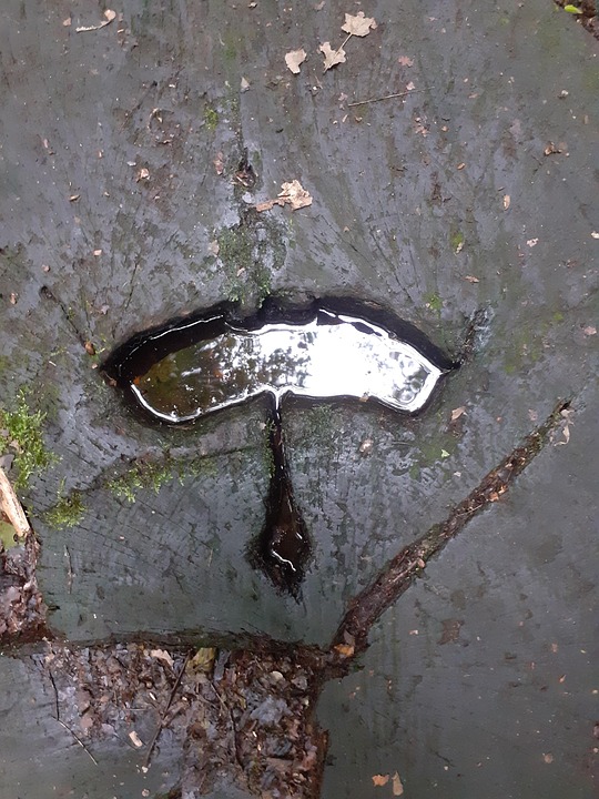 Tree Trunk Hammer Puddle To - Free photo on Pixabay