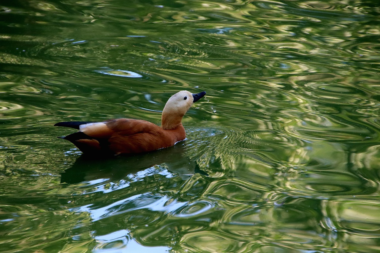 Ruddy Shelduck Duck Bird - Free photo on Pixabay - Pixabay