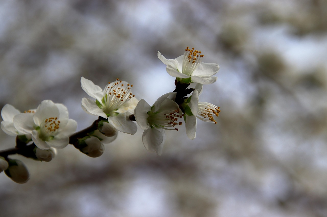 Fleur De Pêche Fleurs Le Printemps - Photo gratuite sur Pixabay - Pixabay