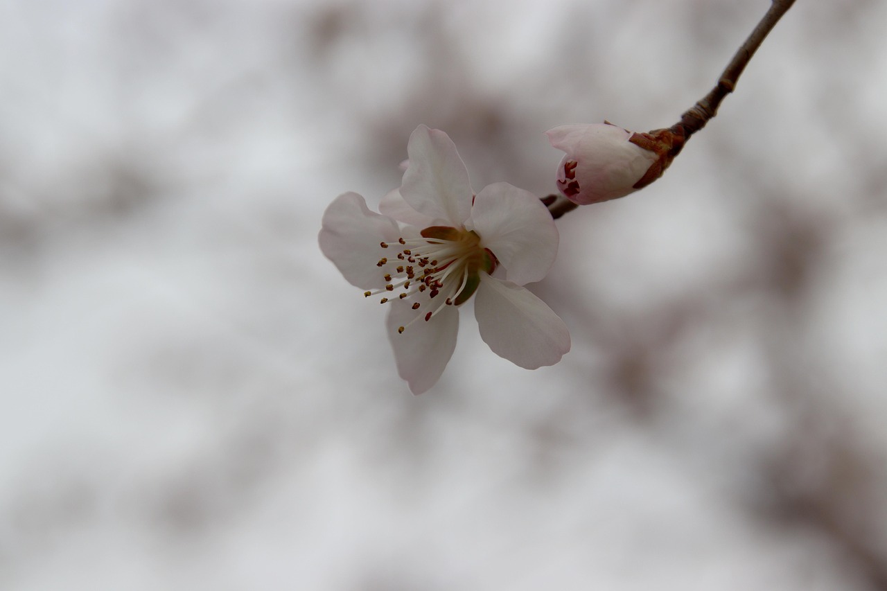 Fleur De Pêche Bourgeons Arbre - Photo gratuite sur Pixabay - Pixabay