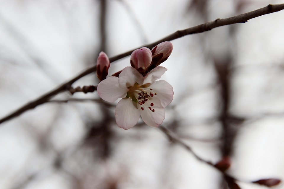 Peach Blossom Buds Tree - Free photo on Pixabay - Pixabay