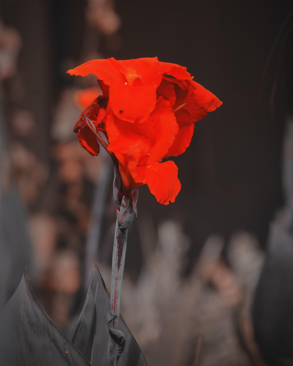 Indian Shot Flower Plant Red - Free photo on Pixabay - Pixabay