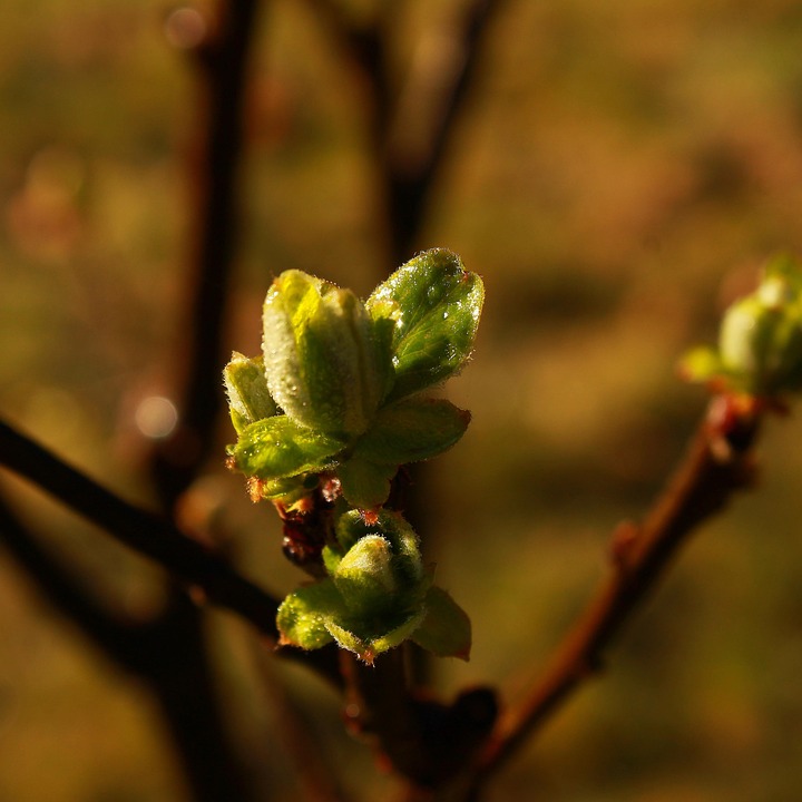 Bud Leaves Plant - Free photo on Pixabay
