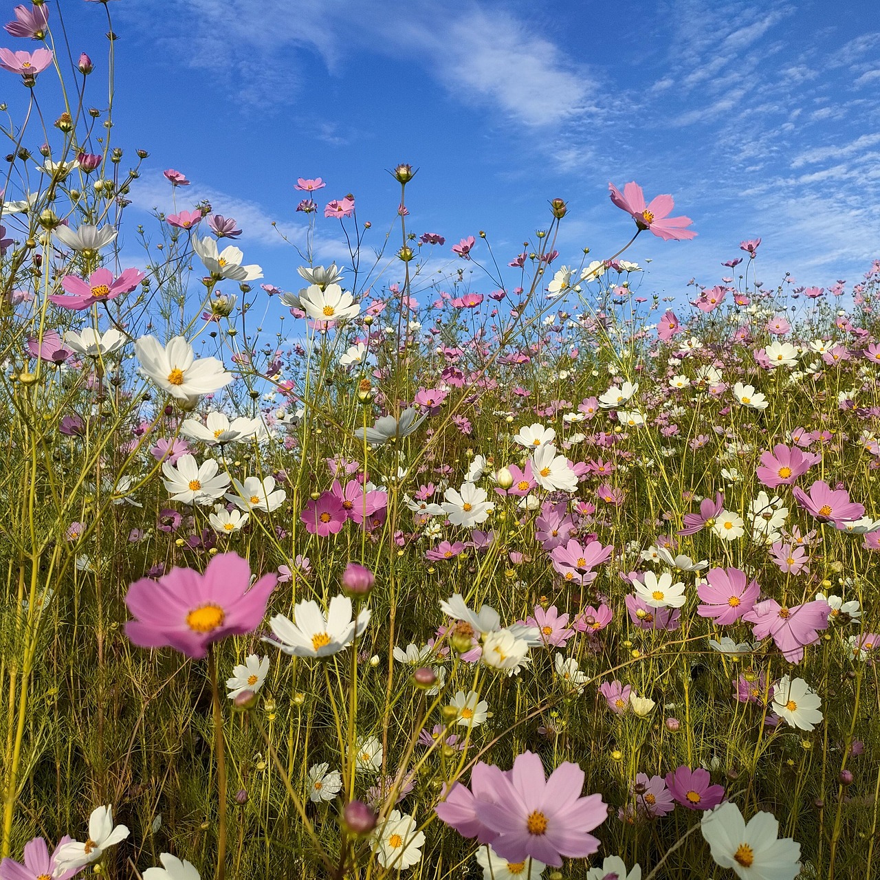 Flowers Cosmos Bloom - Free photo on Pixabay - Pixabay