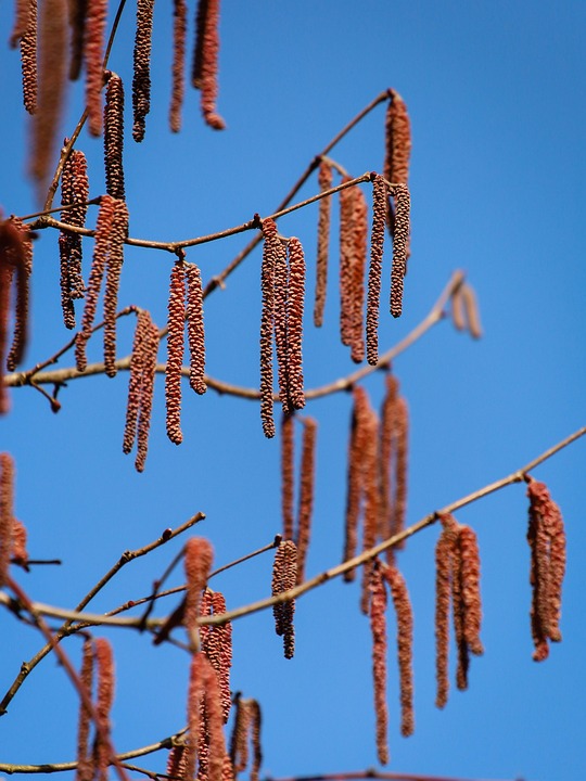 Hazelnut Hazel Bloom - Free photo on Pixabay - Pixabay