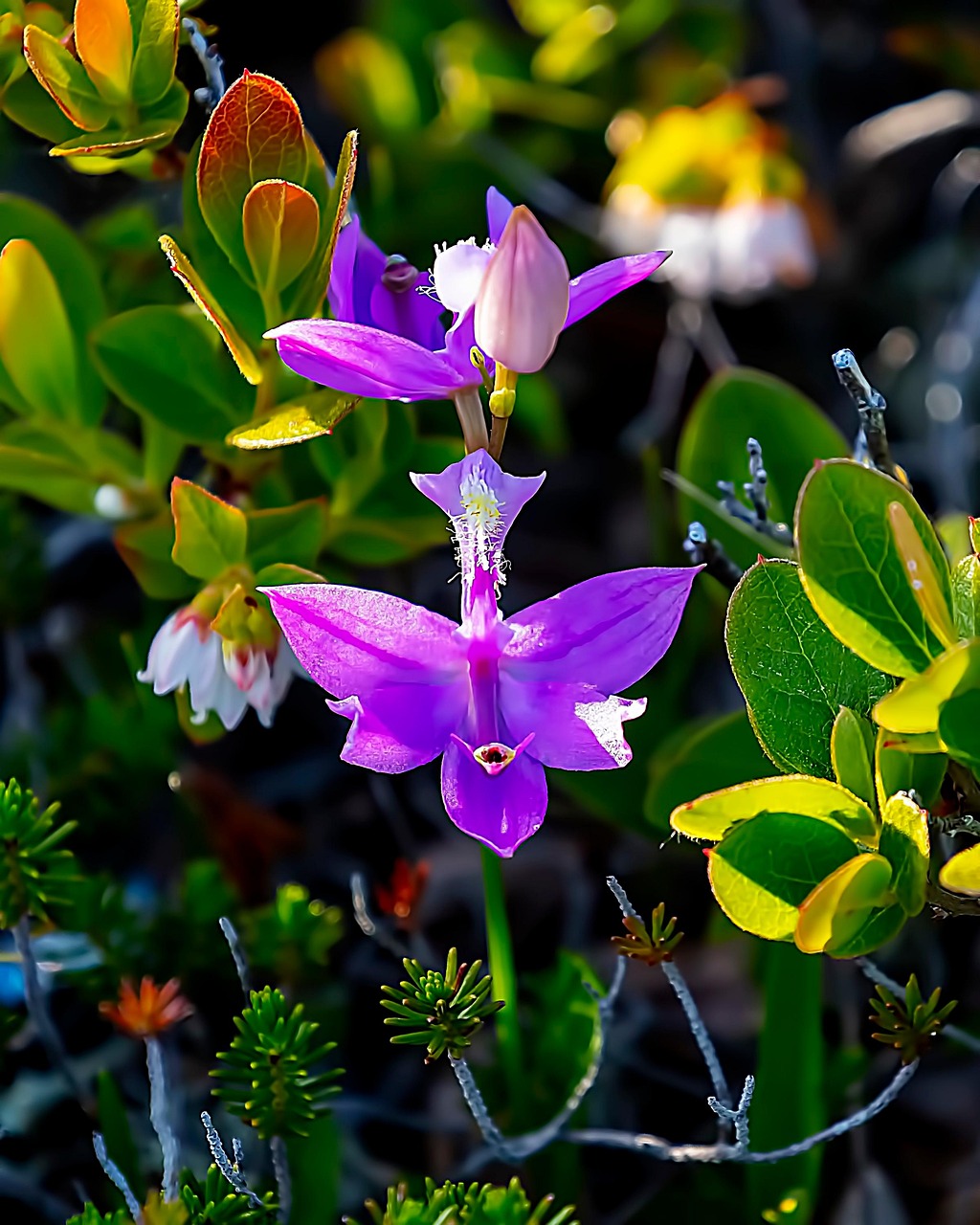 Grasrosa Orchidee Blumen Pflanze - Kostenloses Foto auf Pixabay - Pixabay