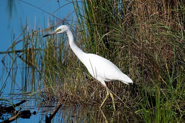 Juvenile Little Blue Heron Bird - Free photo on Pixabay - Pixabay