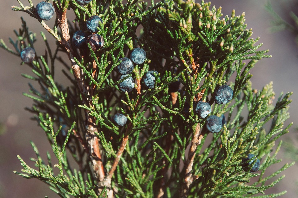 Juniper Berry Belukar - Foto gratis di Pixabay - Pixabay