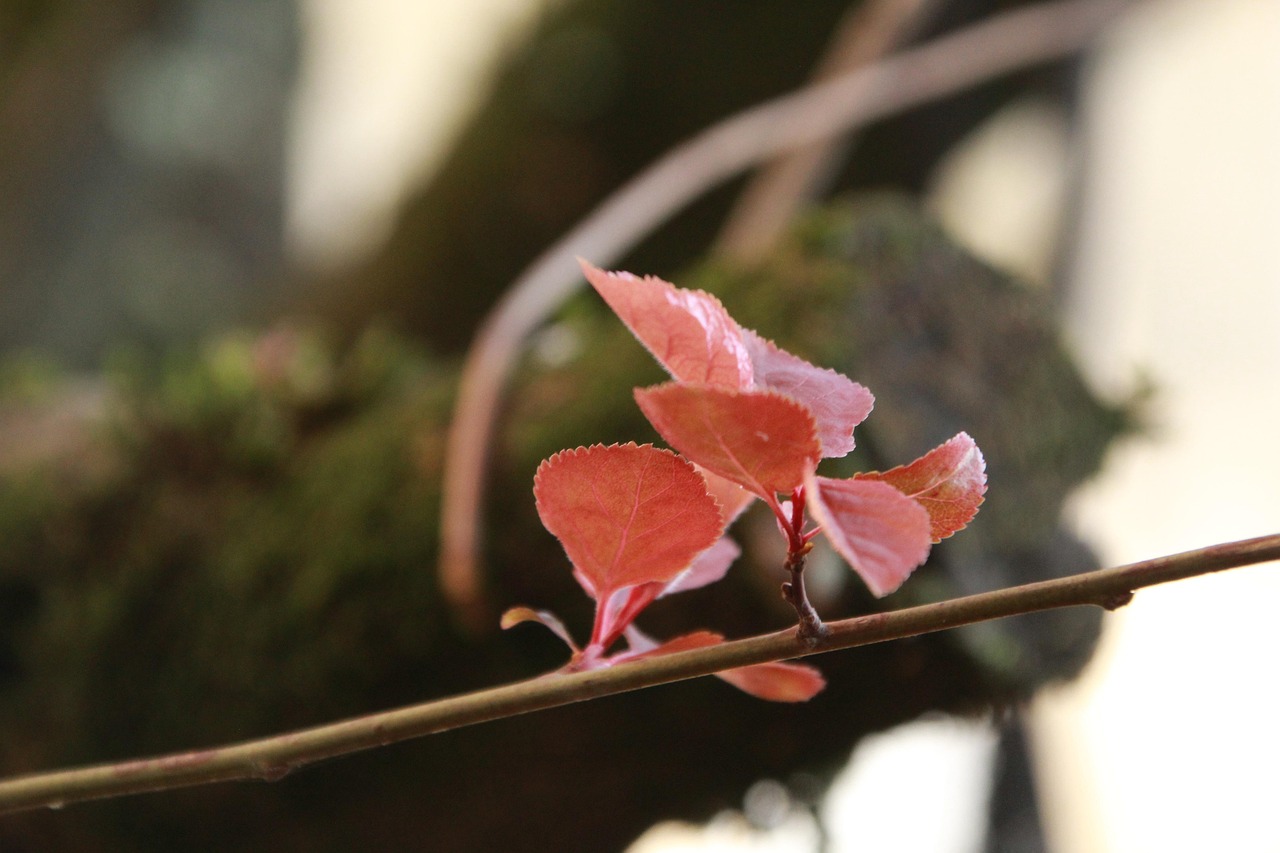 Le Printemps Feuilles Arbre - Photo gratuite sur Pixabay