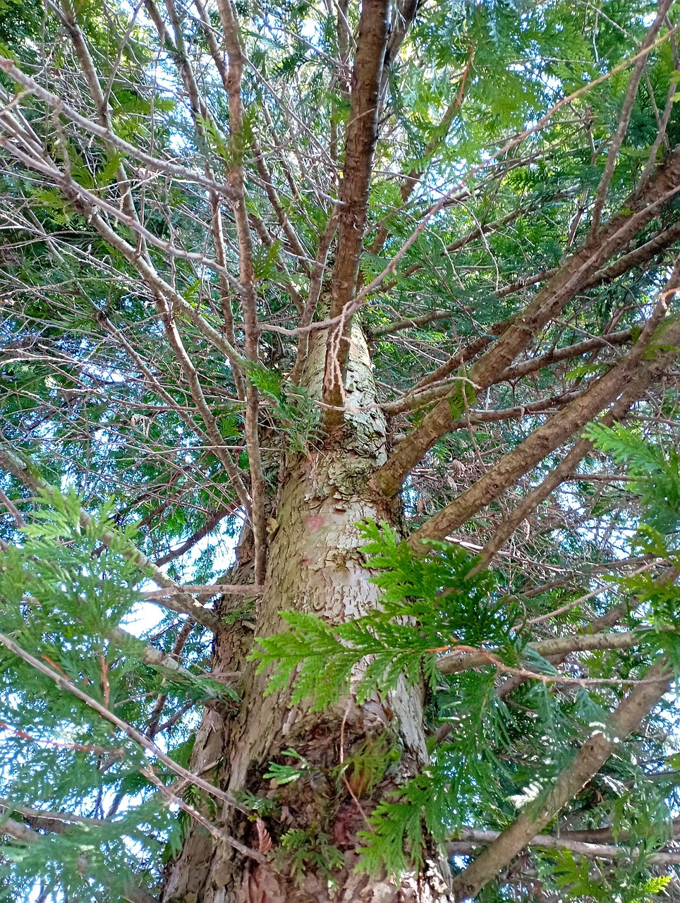 Tree Branches - Free photo on Pixabay - Pixabay