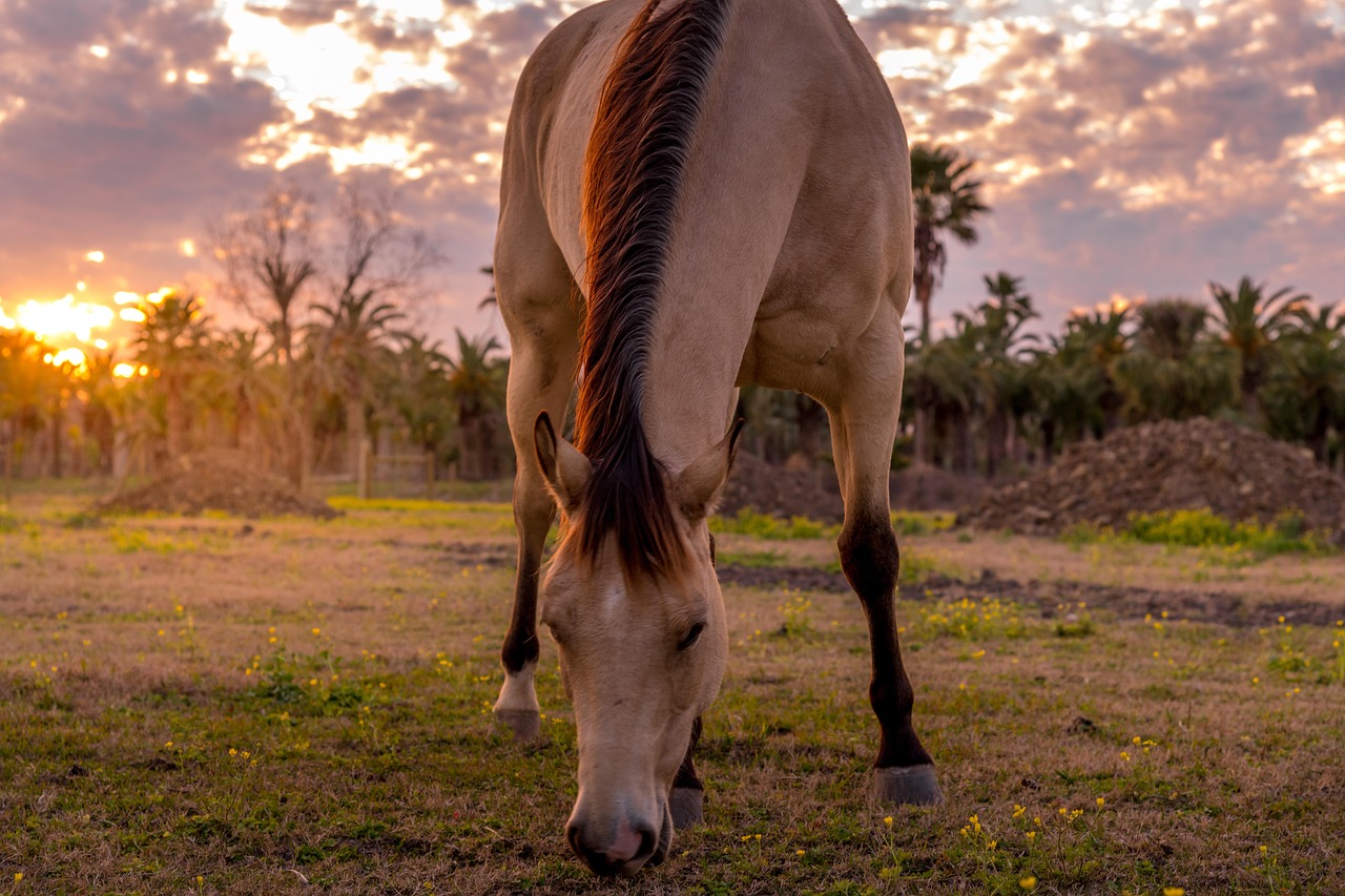 Animal Caballo Mamífero - Foto gratis en Pixabay - Pixabay