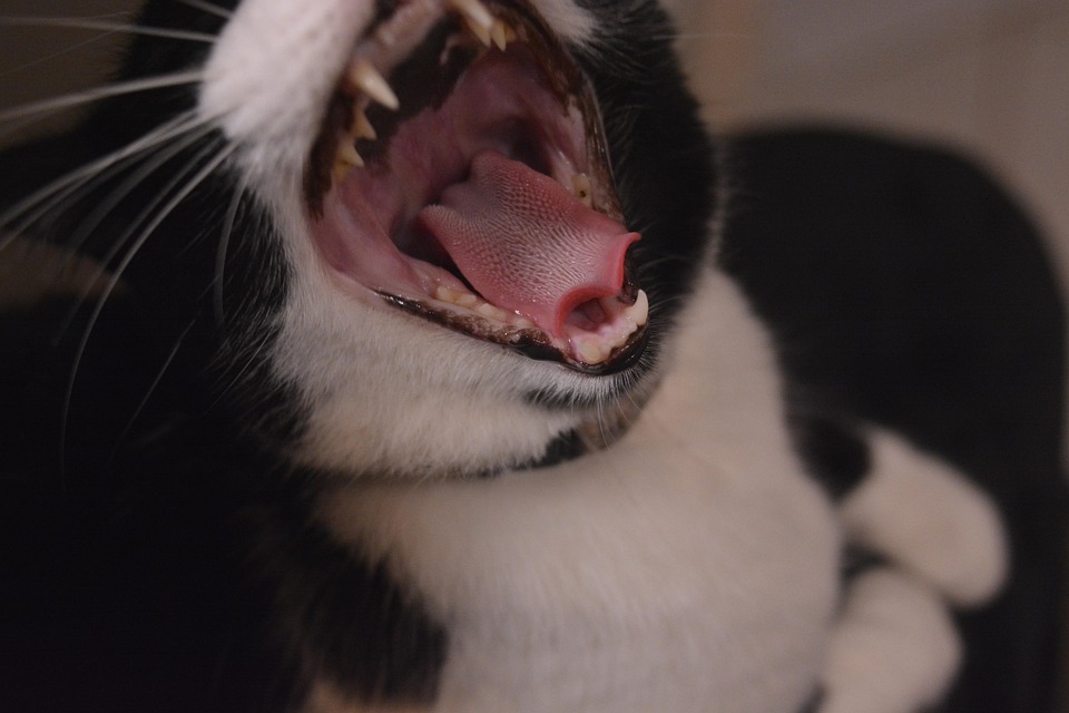 Feline Katten Munn - Gratis foto på Pixabay - Pixabay