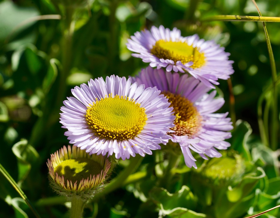 Seaside Daisy Margarita Playa - Foto gratis en Pixabay - Pixabay