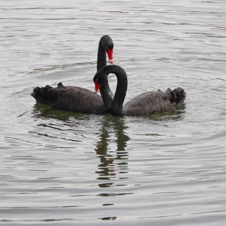 Birds Black Swans Lake - Free photo on Pixabay