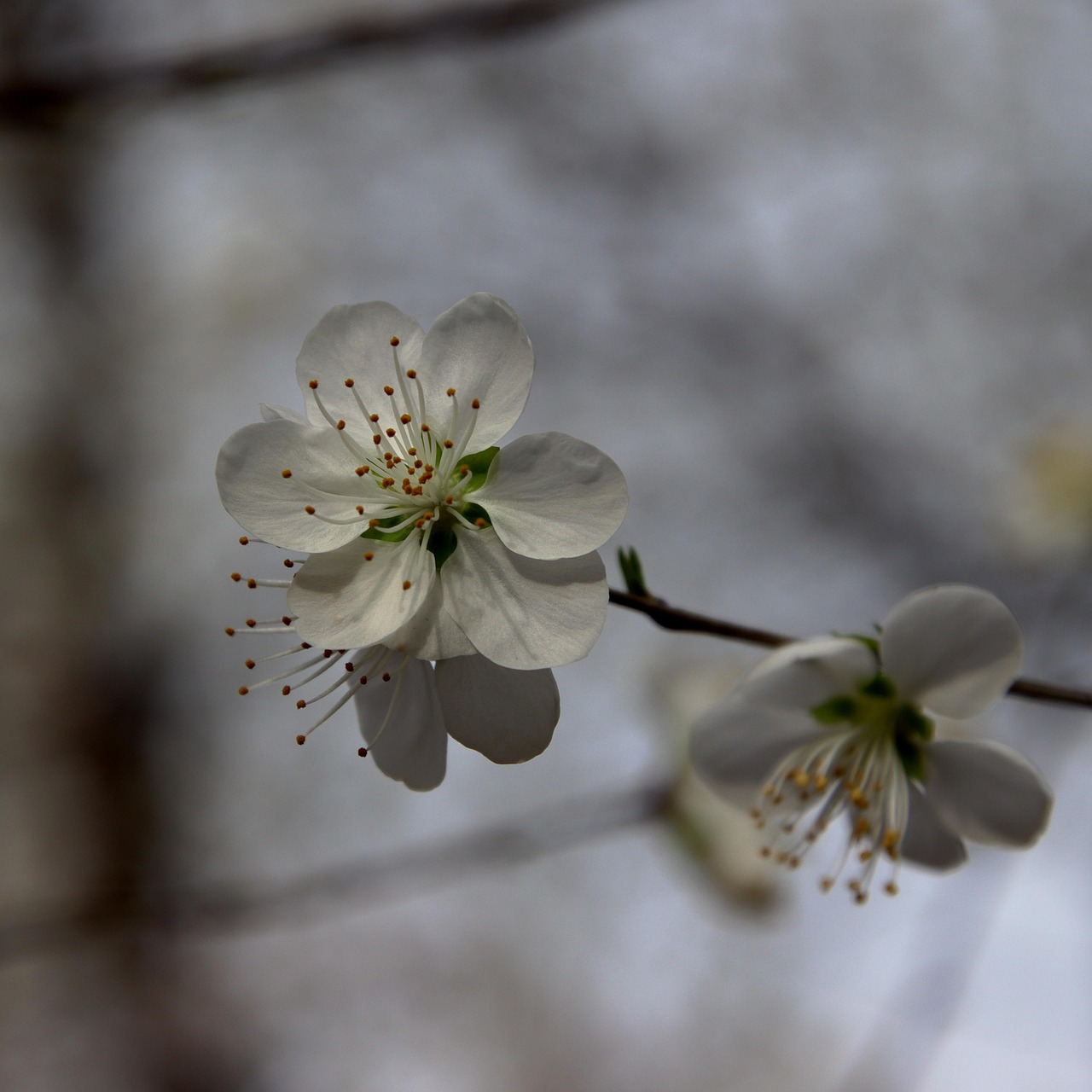 Fleur De Pêche Arbre Direction - Photo gratuite sur Pixabay - Pixabay