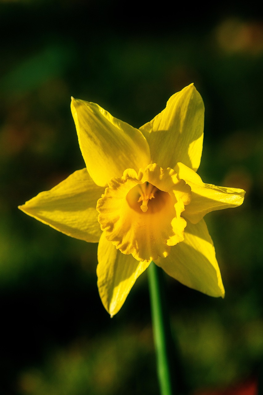 Daffodil Flower Yellow - Free photo on Pixabay