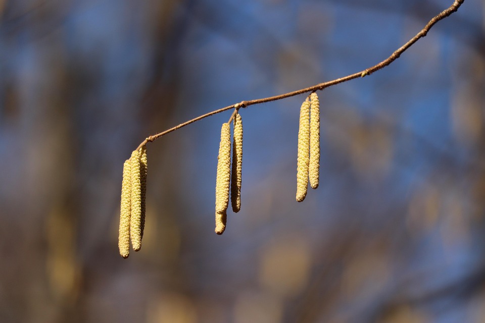 Nature Noisetier Commun Branches - Photo gratuite sur Pixabay - Pixabay