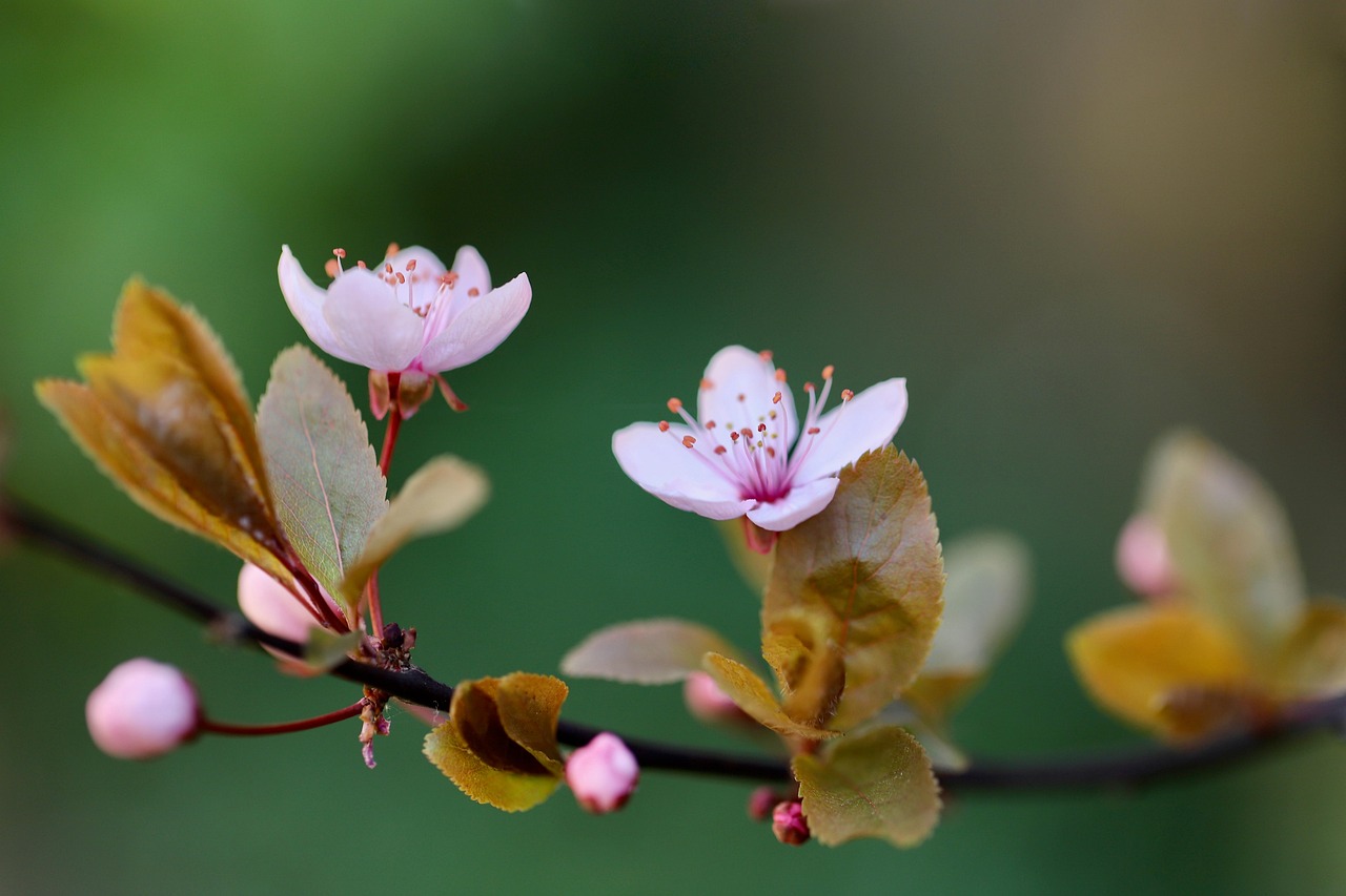 300+ Free Pink Plum & Plum Blossom Images - Pixabay