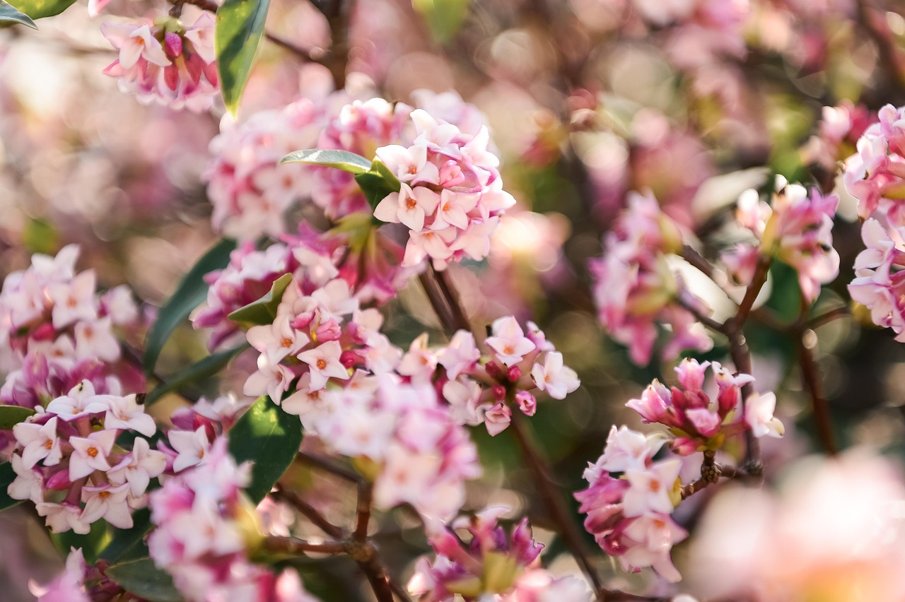 Kukat Vaaleanpunaisia Kukkia - Ilmainen valokuva Pixabayssa - Pixabay