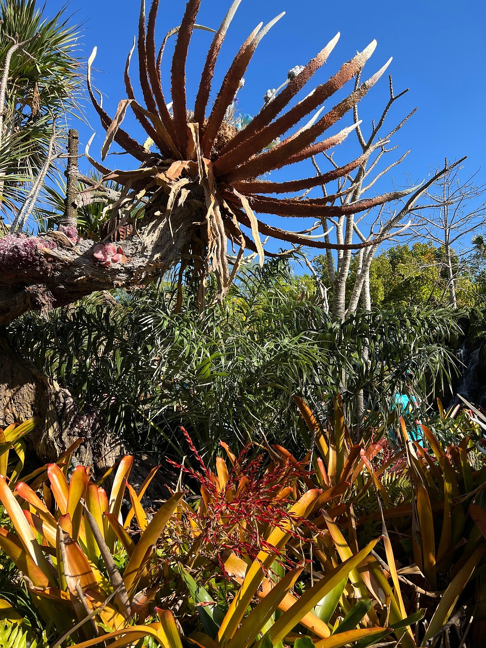 Cactus Nature Plantes - Photo gratuite sur Pixabay - Pixabay