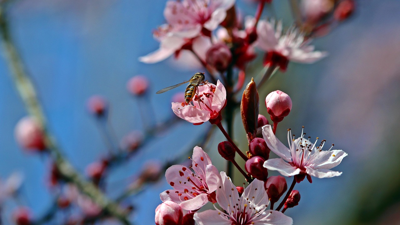 Cherry Blossom Insect Bee - Free photo on Pixabay - Pixabay