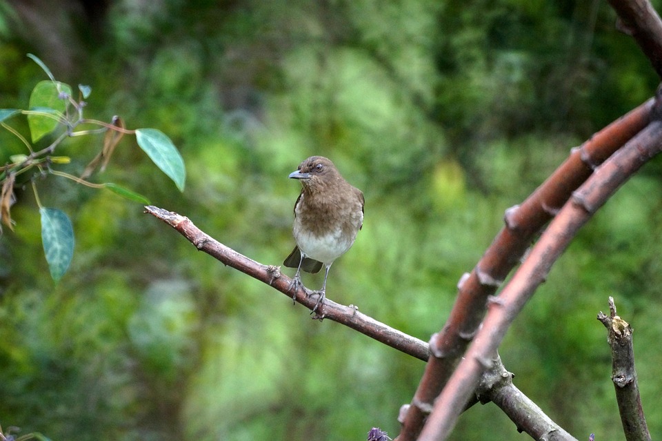 Oiseau Nature Colombie - Photo gratuite sur Pixabay - Pixabay