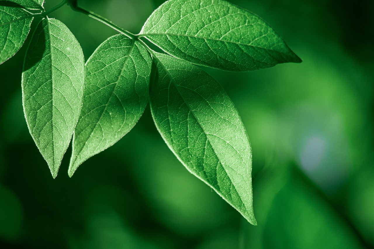 Leaves Foliage Nature - Free photo on Pixabay