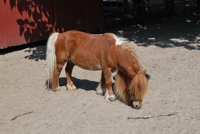 Pony Animal Horse - Free photo on Pixabay