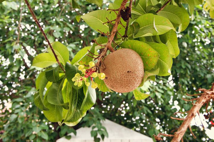 Mais de 10 fotos gratuitas de Sapota e Sapoti - Pixabay