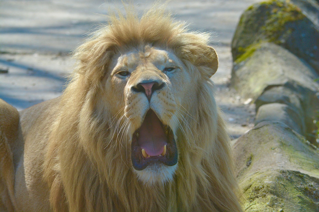 Leão Animal Juba - Foto gratuita no Pixabay - Pixabay