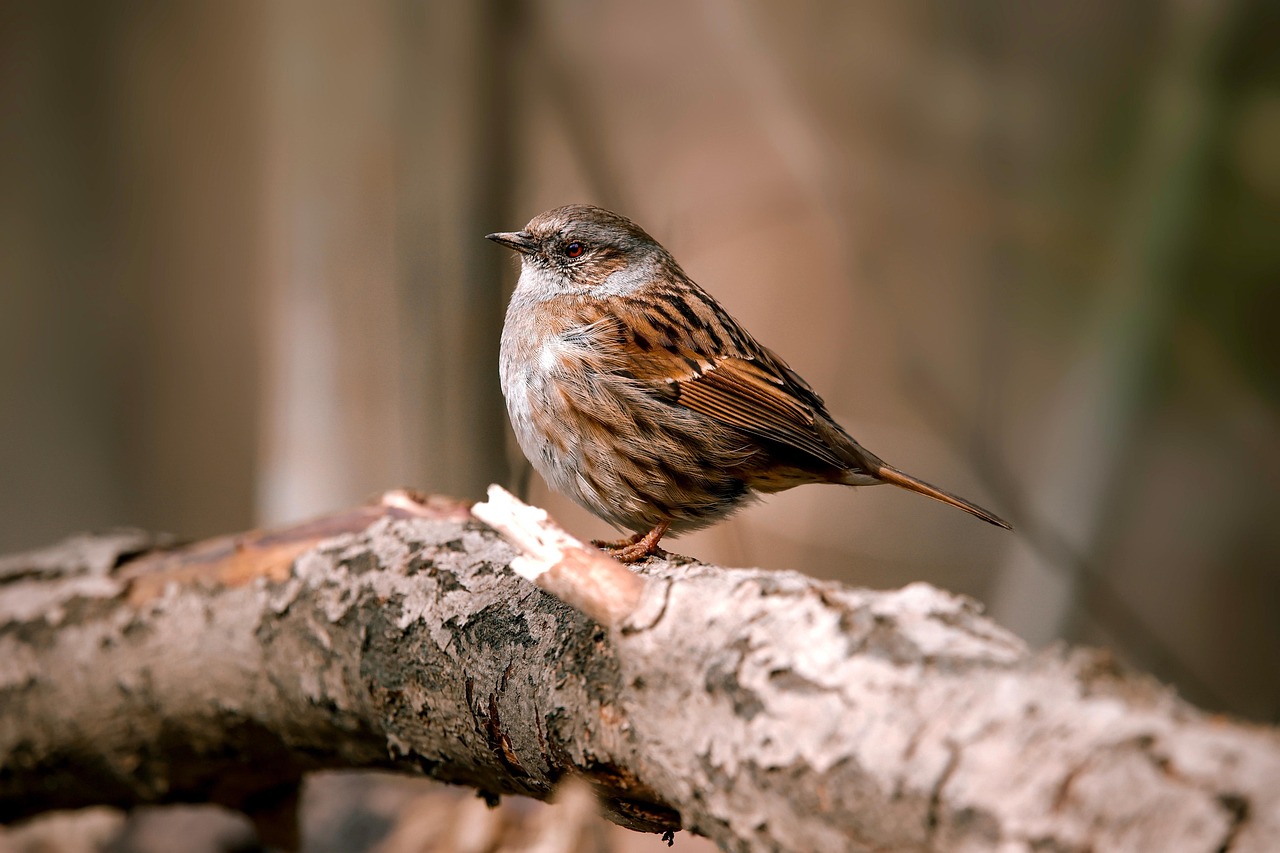 100+ Free Dunnock & Bird Images - Pixabay