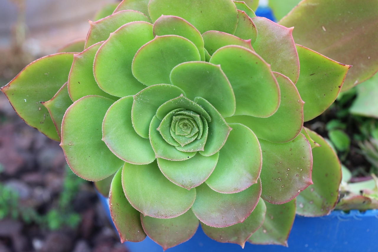 Succulent Plant Garden - Free photo on Pixabay - Pixabay