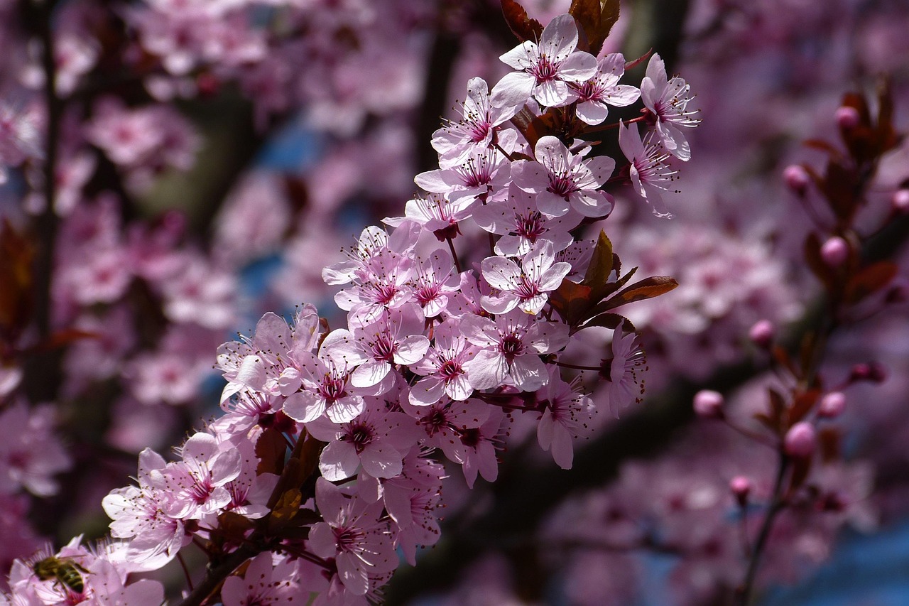 Fleurs Roses Sakura De - Photo gratuite sur Pixabay - Pixabay
